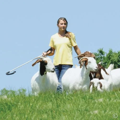 Calf & Sheep Catching Hook - Product - Disability Work Consulting